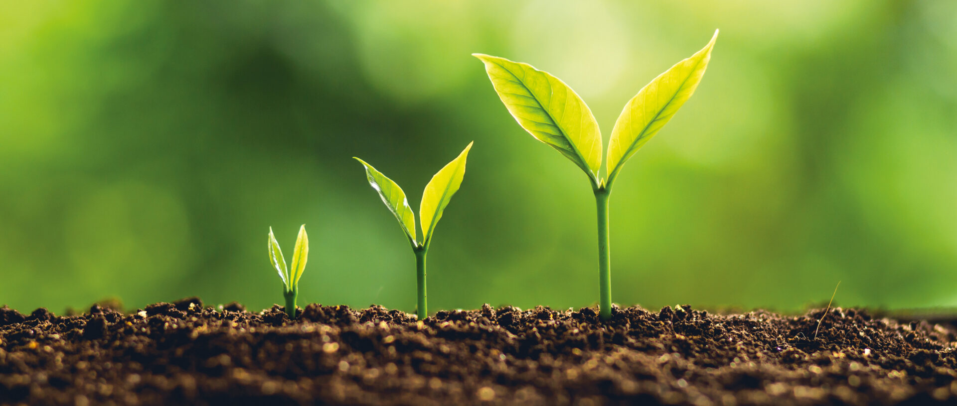 Printing Company In Basingstoke - Greenhouse Graphics